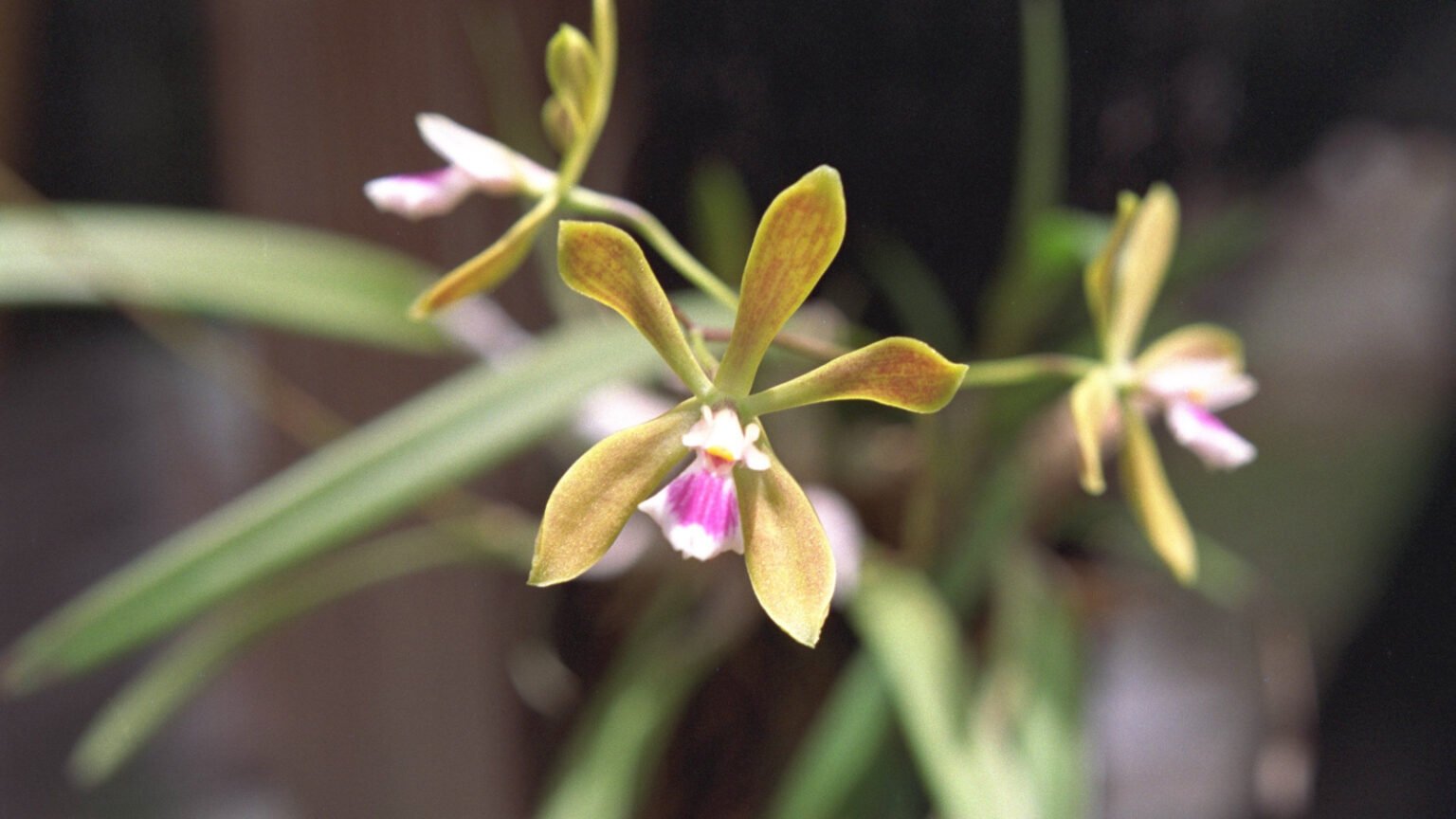 21 Plants Native to the Florida Everglades