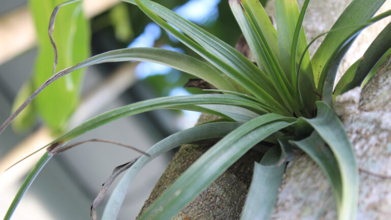 21 Plants Native to the Florida Everglades