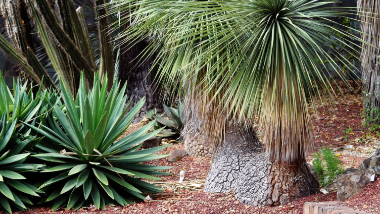 21 Plants Native to the Florida Everglades