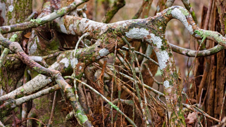21 Plants Native to the Florida Everglades