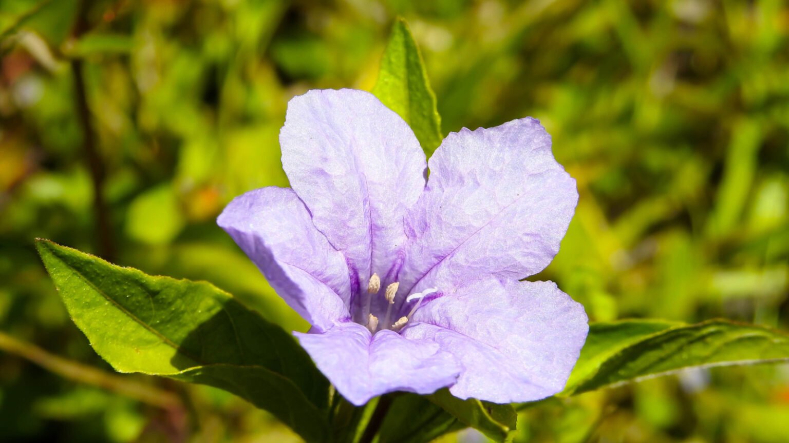 21 Plants Native to the Florida Everglades