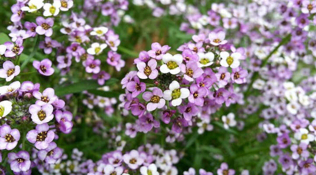 How to Plant, Grow, and Care for Alyssum
