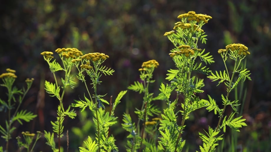 How to Plant, Grow, and Care for Tansy