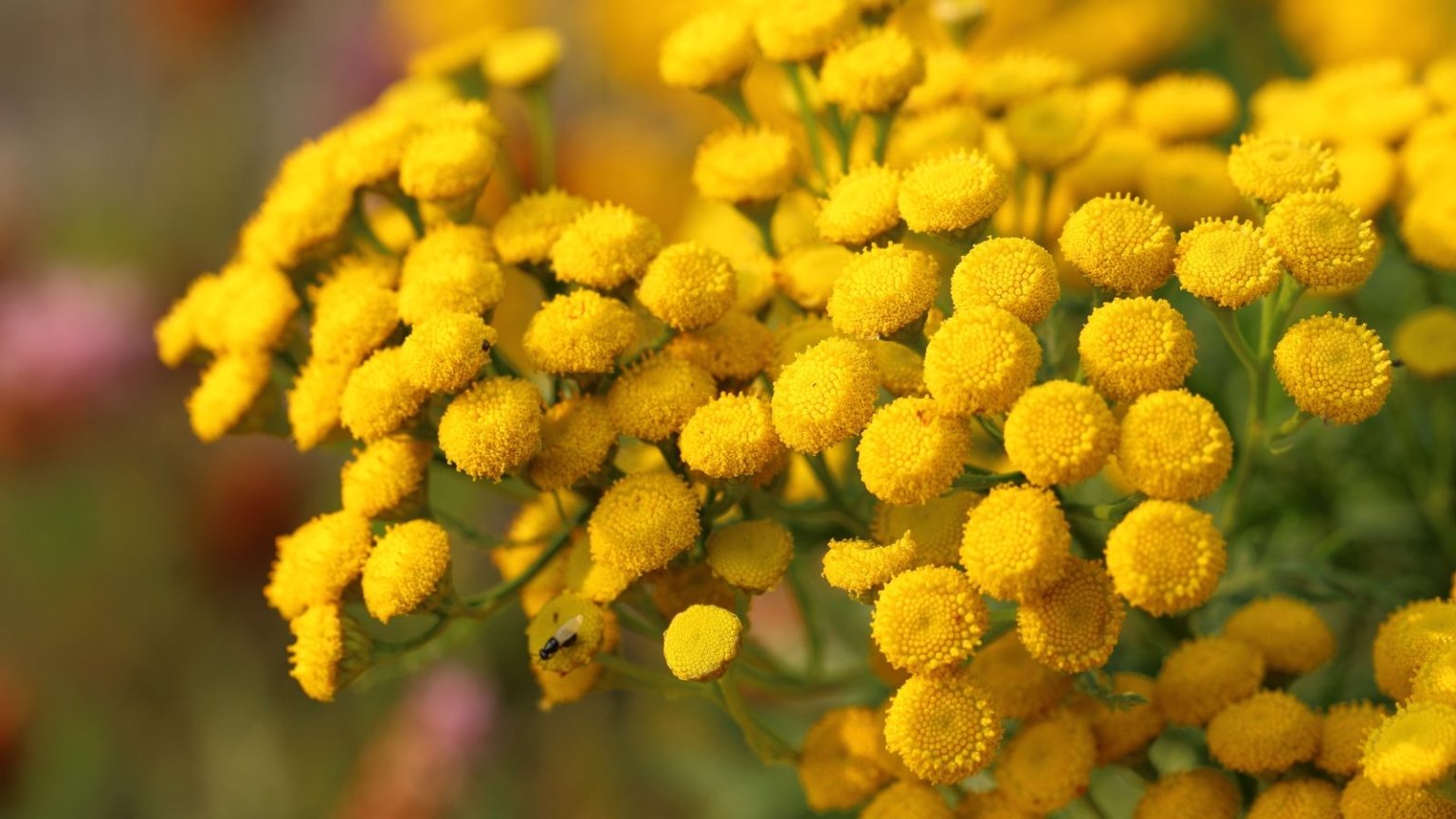 How to Plant, Grow, and Care for Tansy
