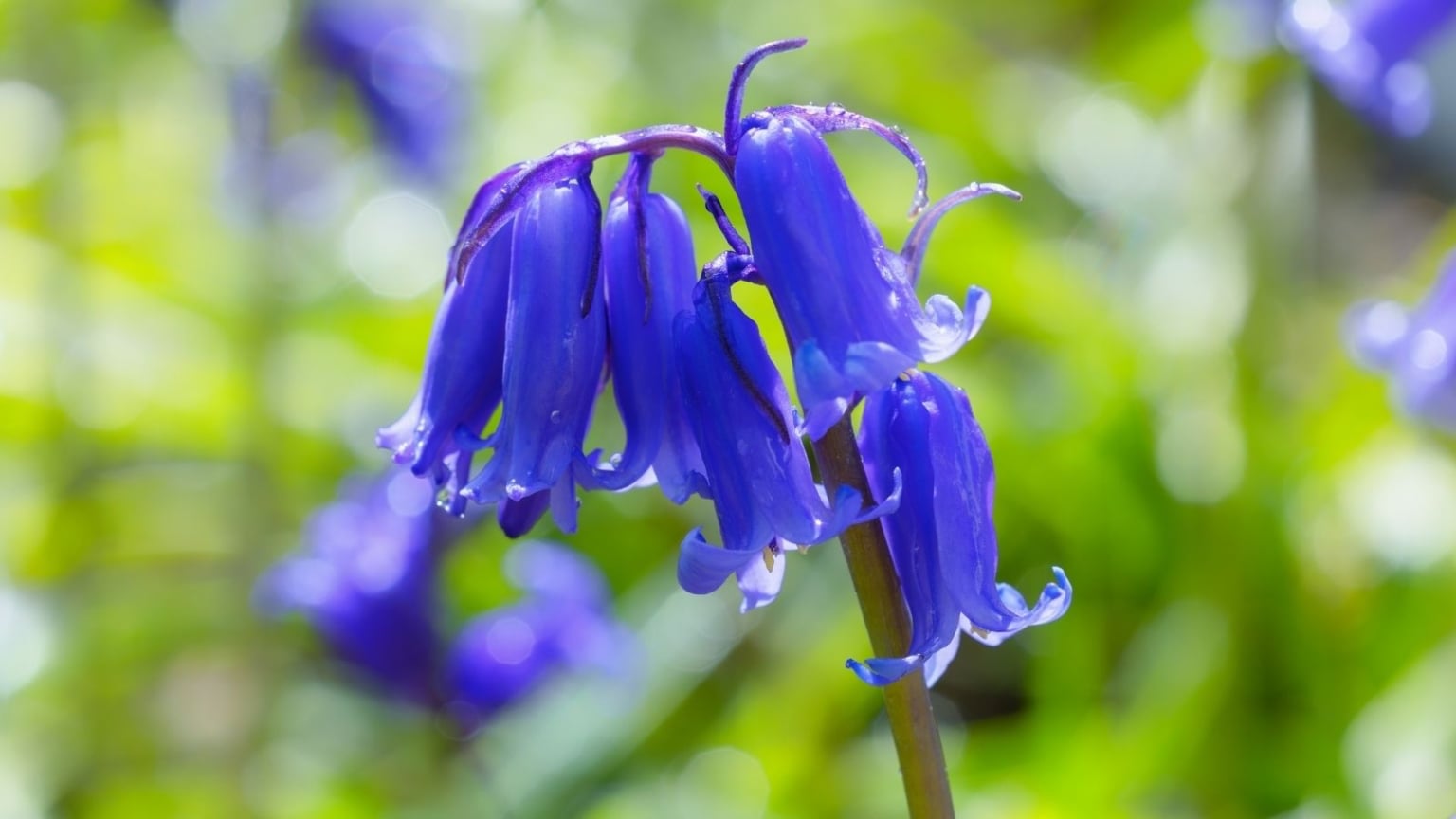 How to Plant, Grow, and Care For Bluebells