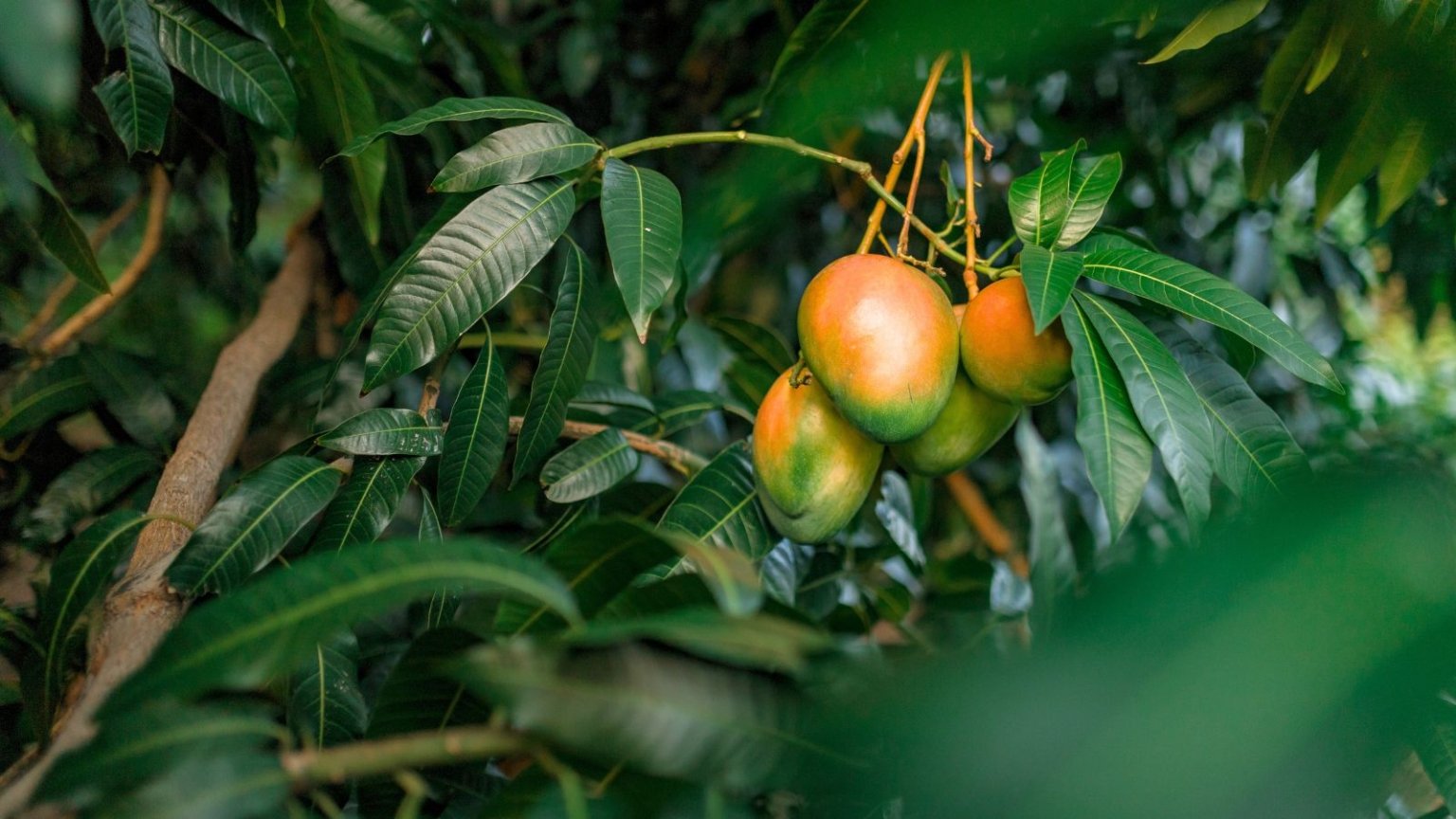How to Plant, Grow, and Care for a Mango Tree