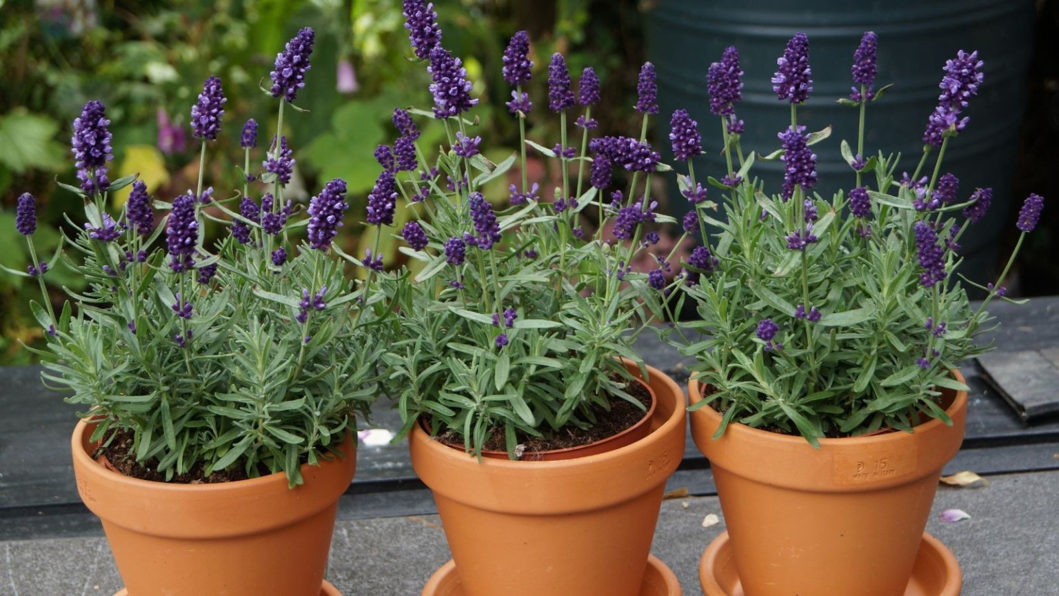How to Propagate Lavender in 5 Ways
