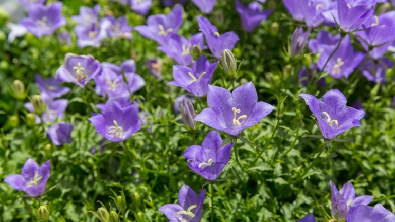 How to Plant, Grow, and Care For Balloon Flowers