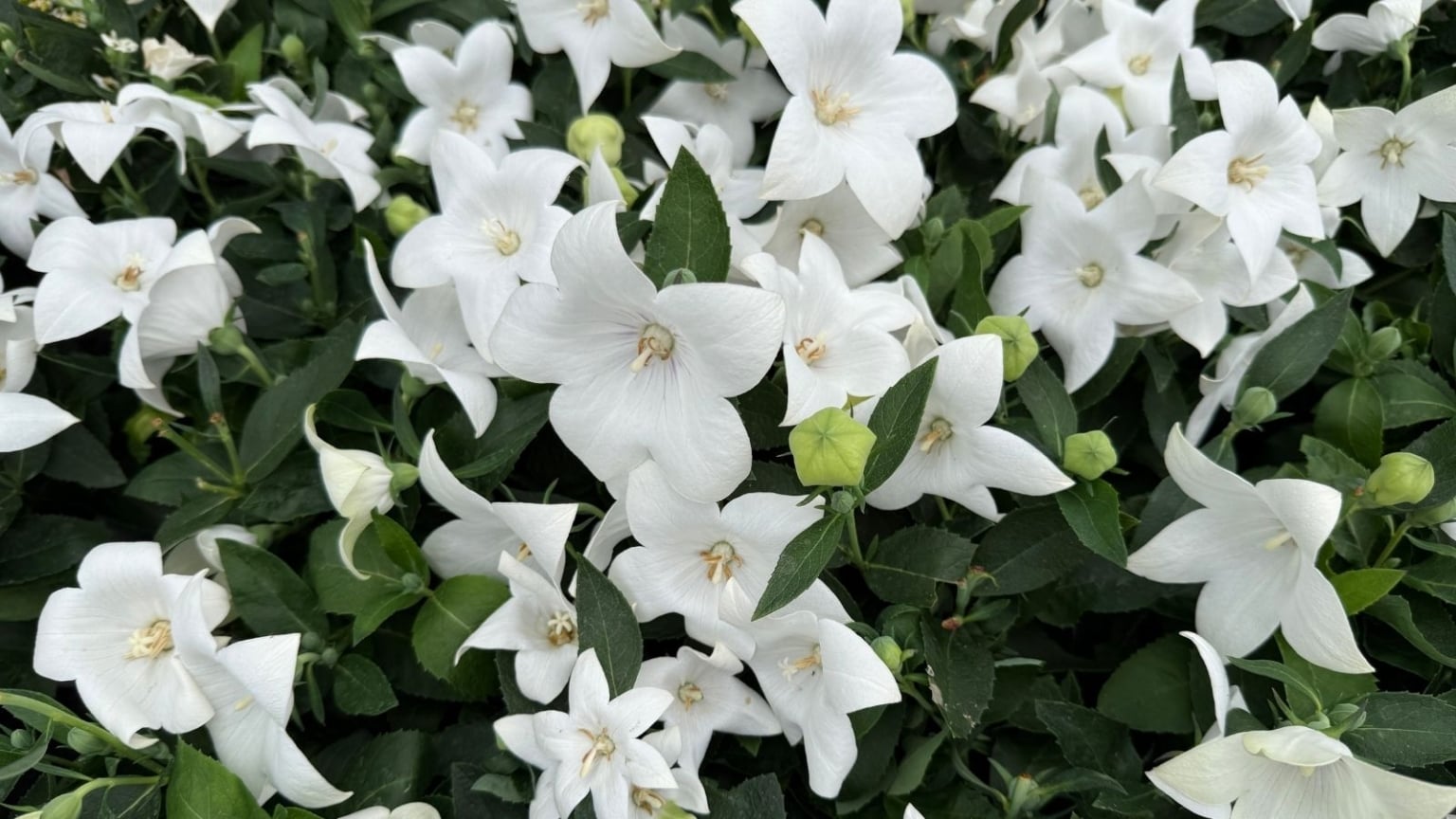 How to Plant, Grow, and Care For Balloon Flowers