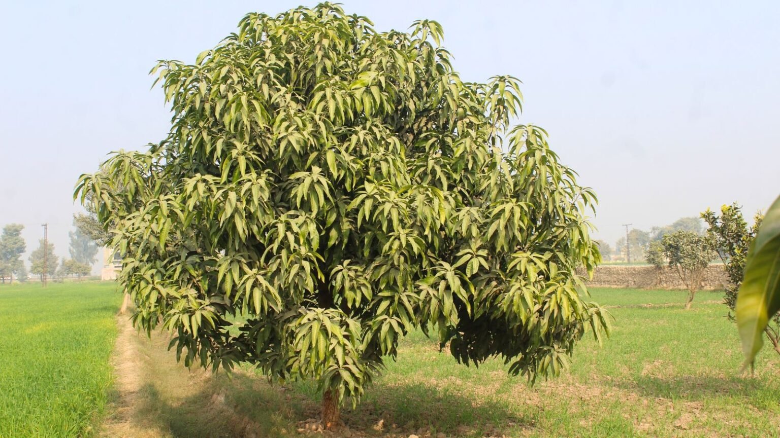 How to Plant, Grow, and Care for a Mango Tree