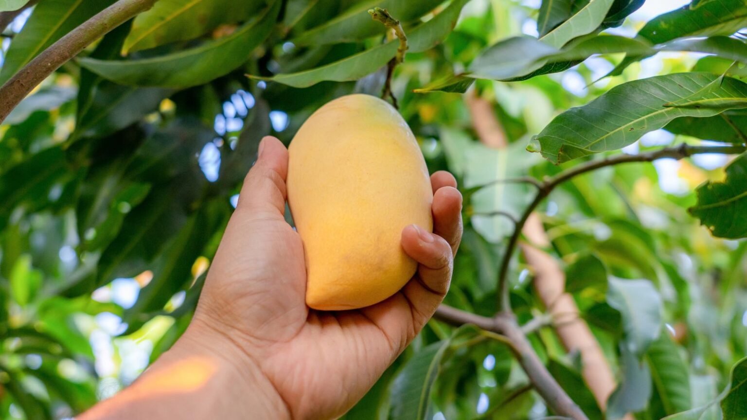How to Plant, Grow, and Care for a Mango Tree