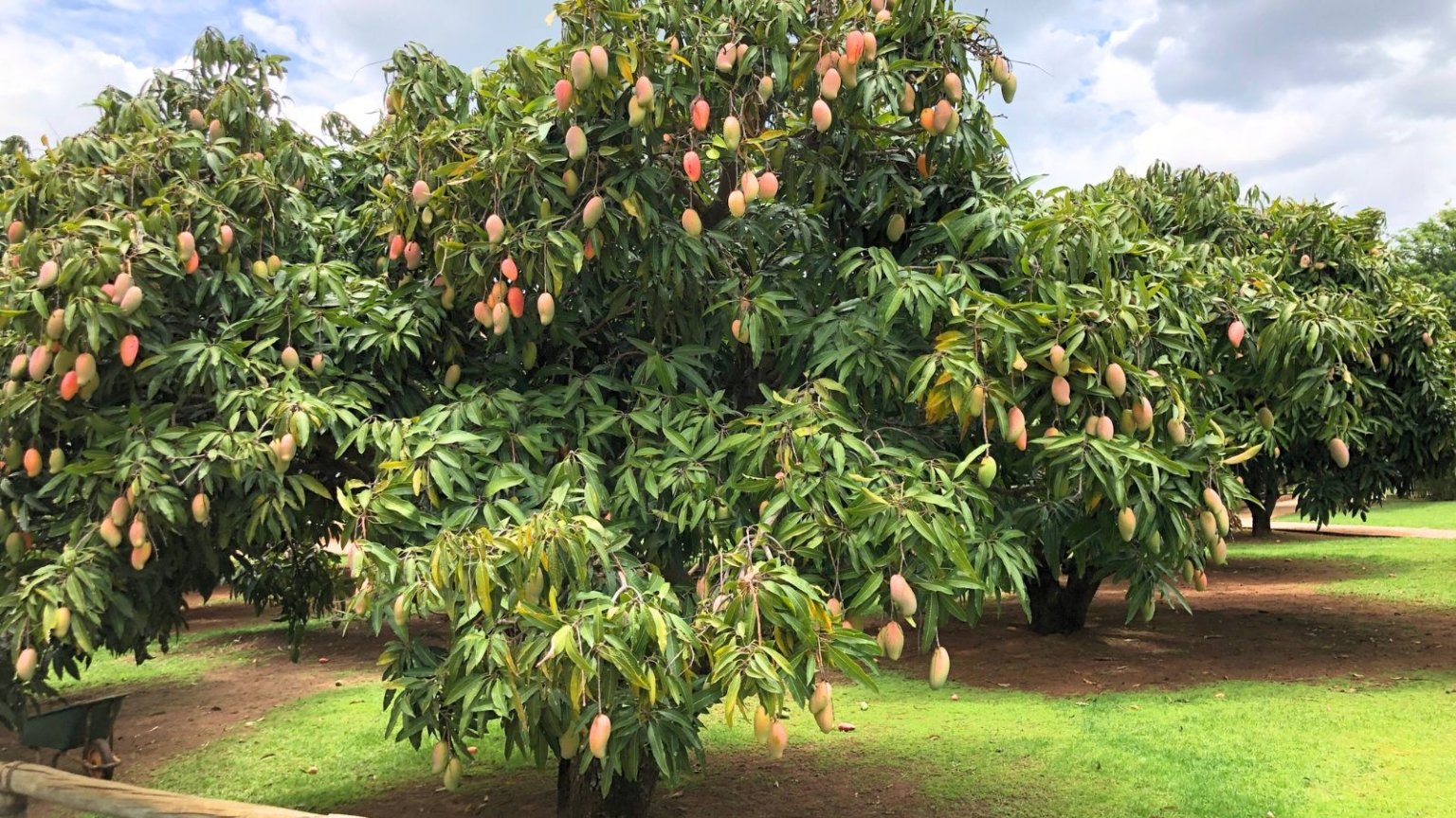 How to Plant, Grow, and Care for a Mango Tree
