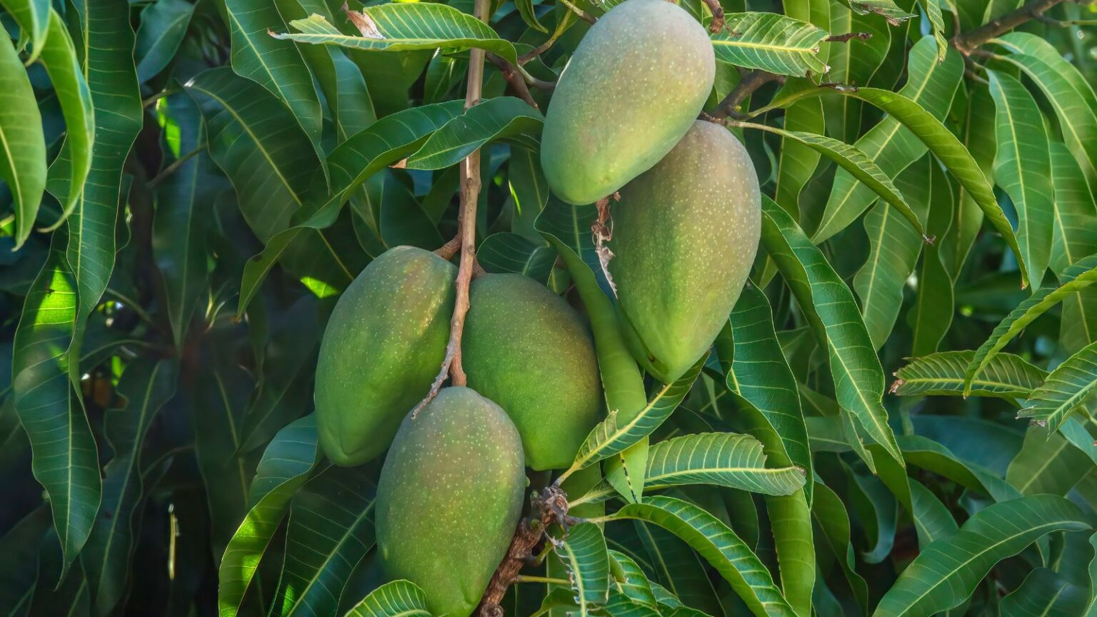 How to Plant, Grow, and Care for a Mango Tree