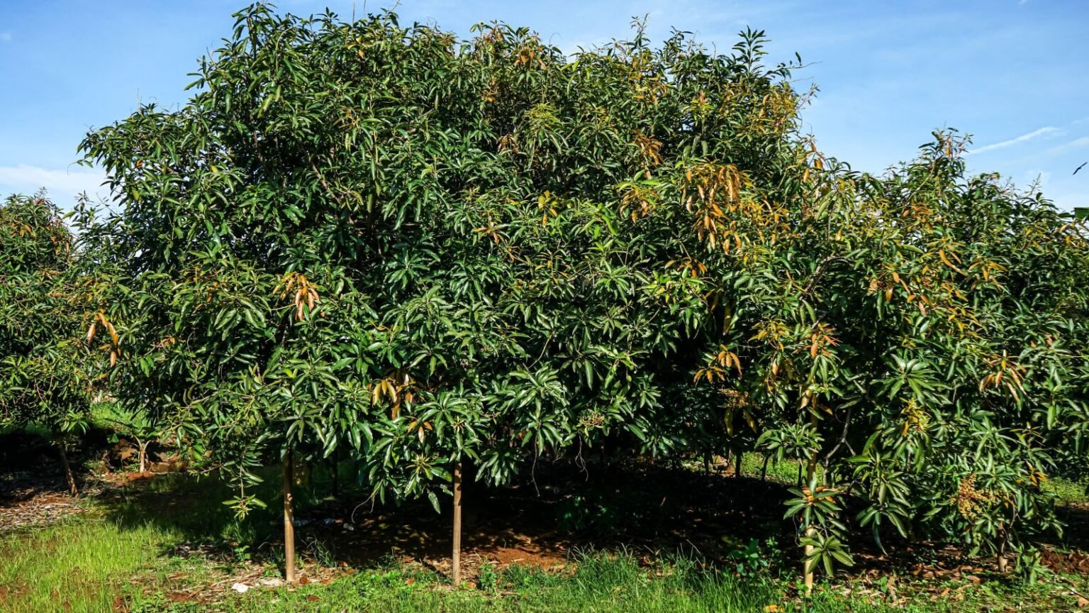 How to Plant, Grow, and Care for a Mango Tree