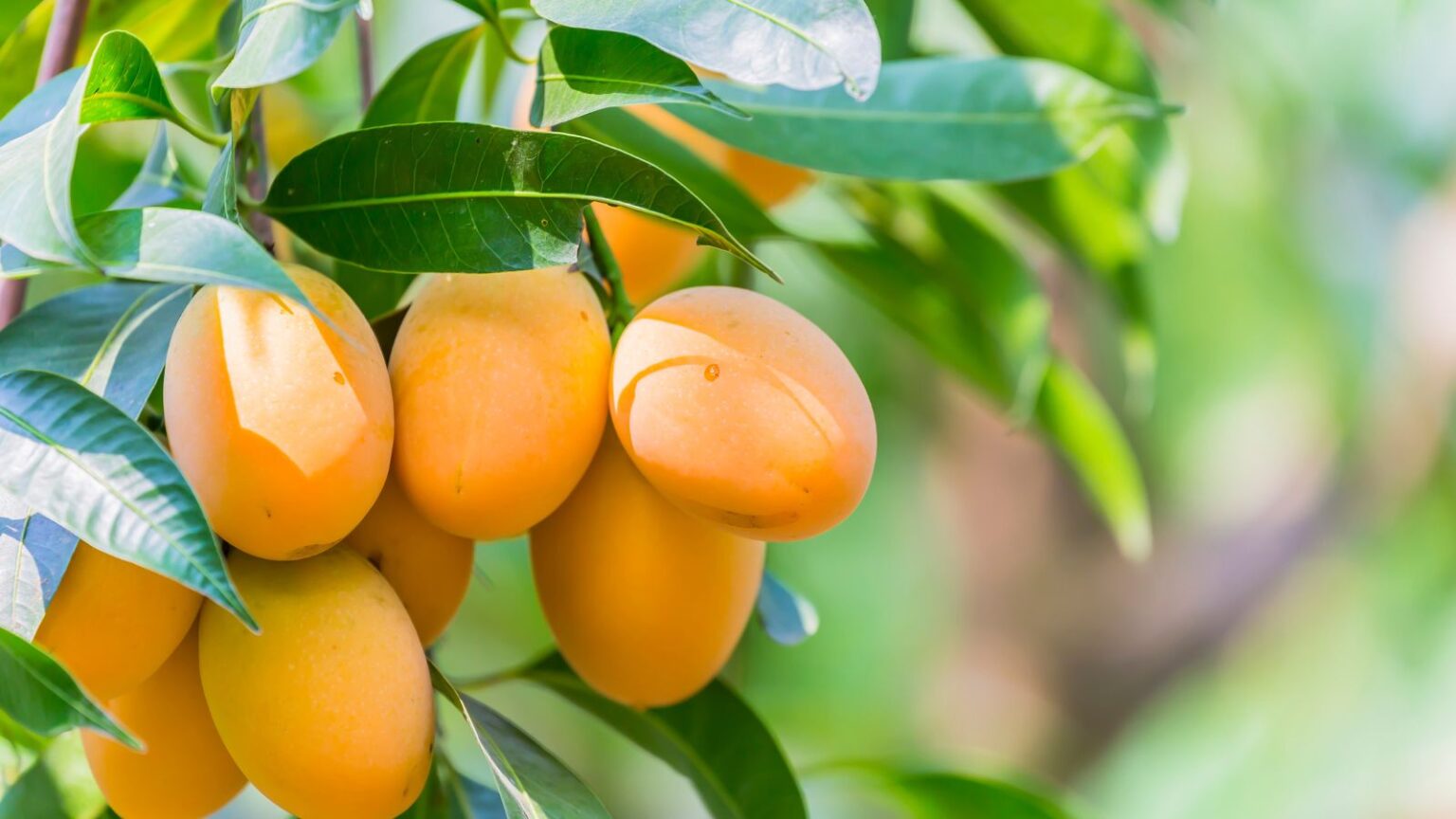 How to Plant, Grow, and Care for a Mango Tree