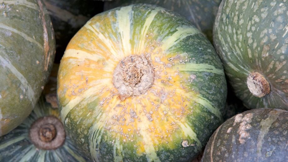 How To Store and Preserve Squash