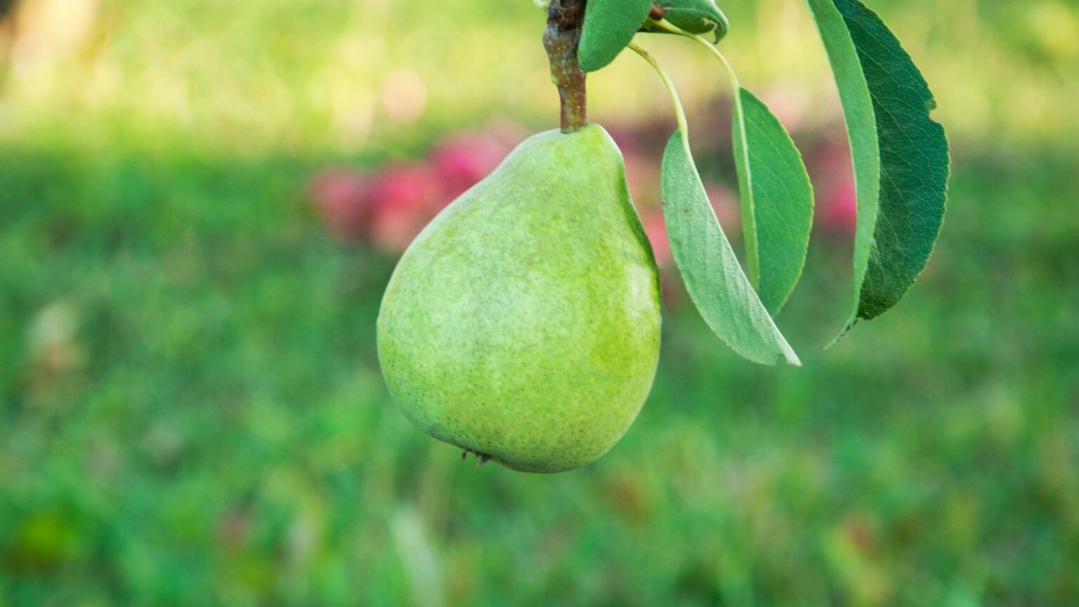 How to Plant, Grow, and Care For Pear Trees