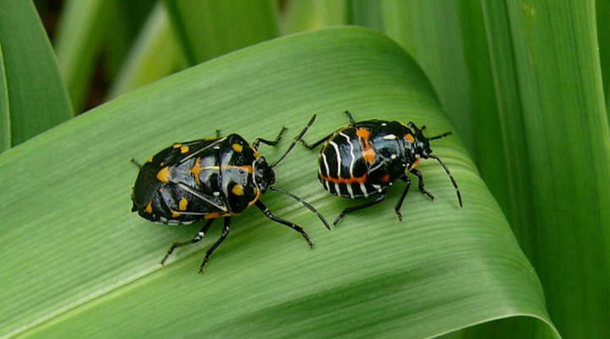 How to Identify, Control, and Prevent Harlequin Bug