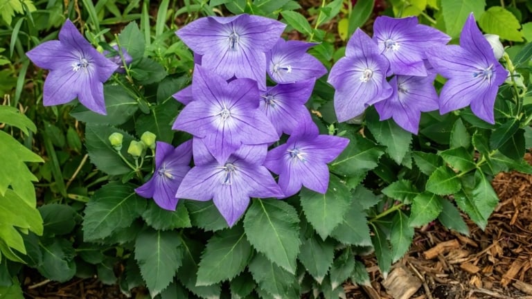 How to Plant, Grow, and Care For Balloon Flowers