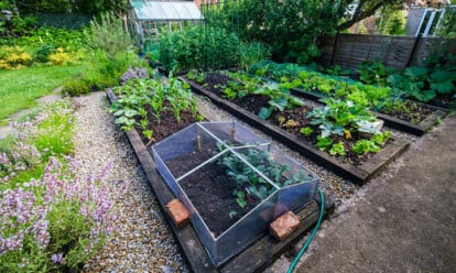 Raised Bed Greenhouse Gardens: Tips & Tricks - Epic Gardening