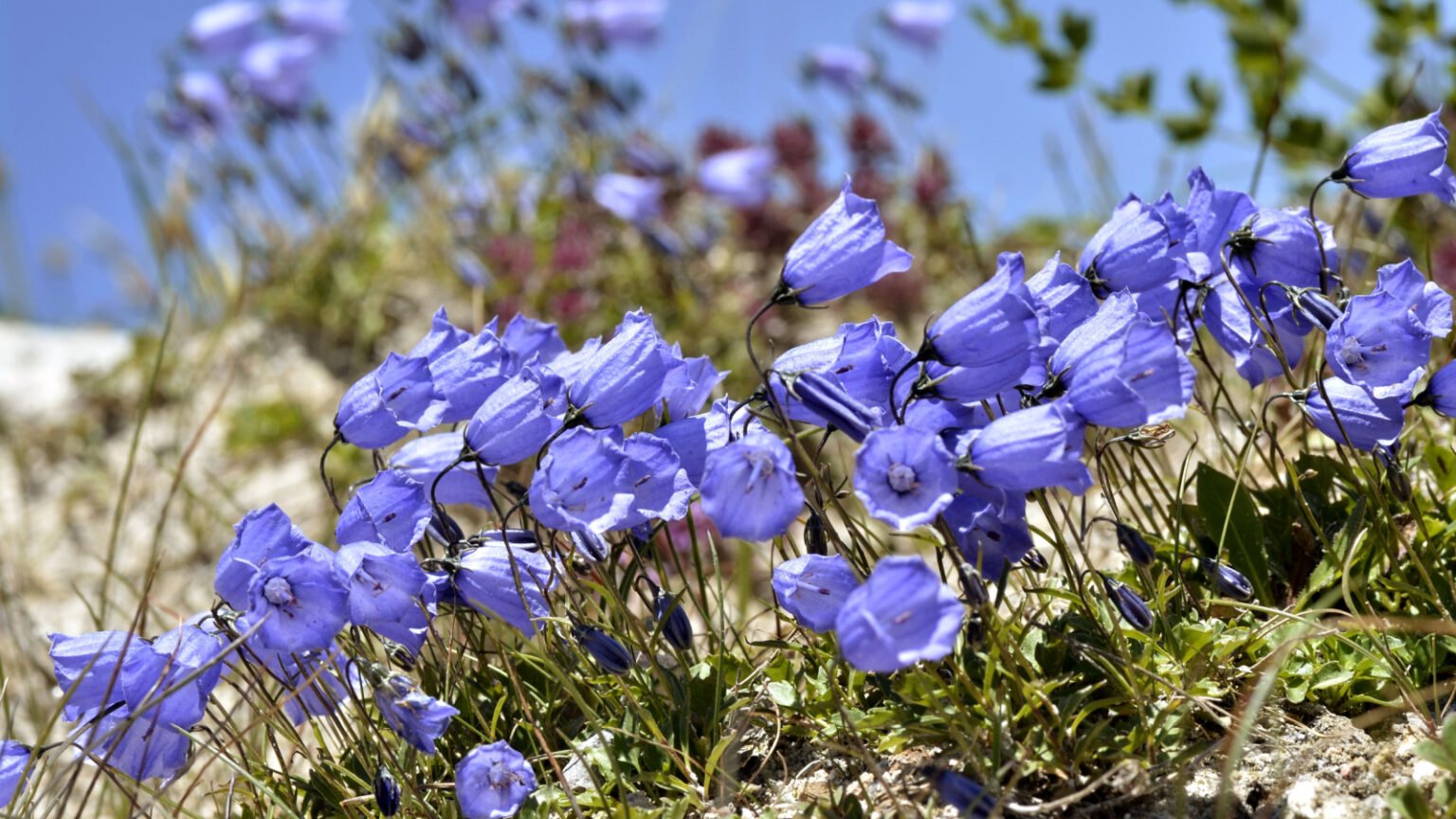 59 Types of Blue Flowers With Names and Pictures