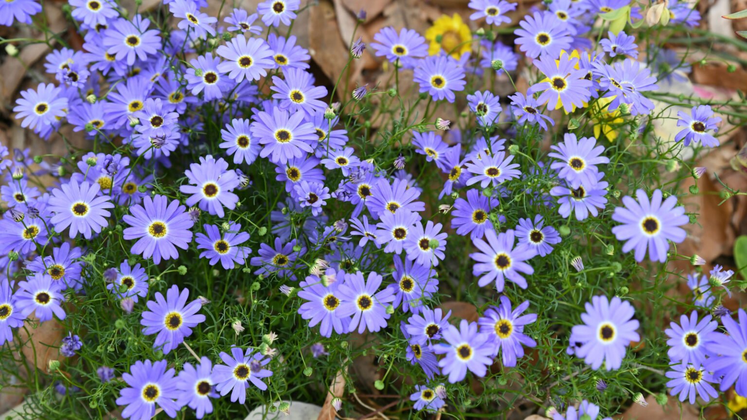 59 Types of Blue Flowers With Names and Pictures