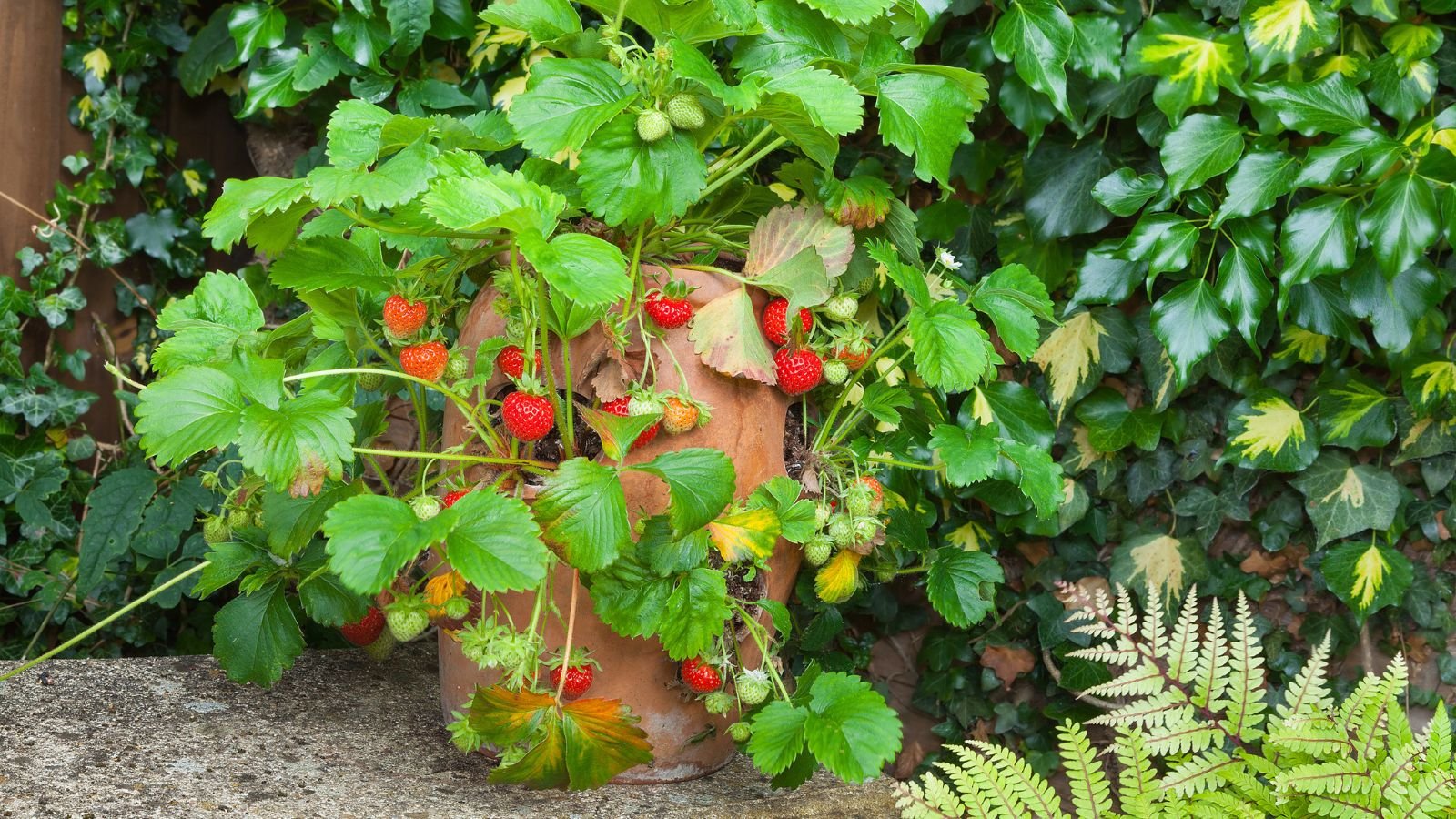 15 Different Types of Runner Plants For Your Garden