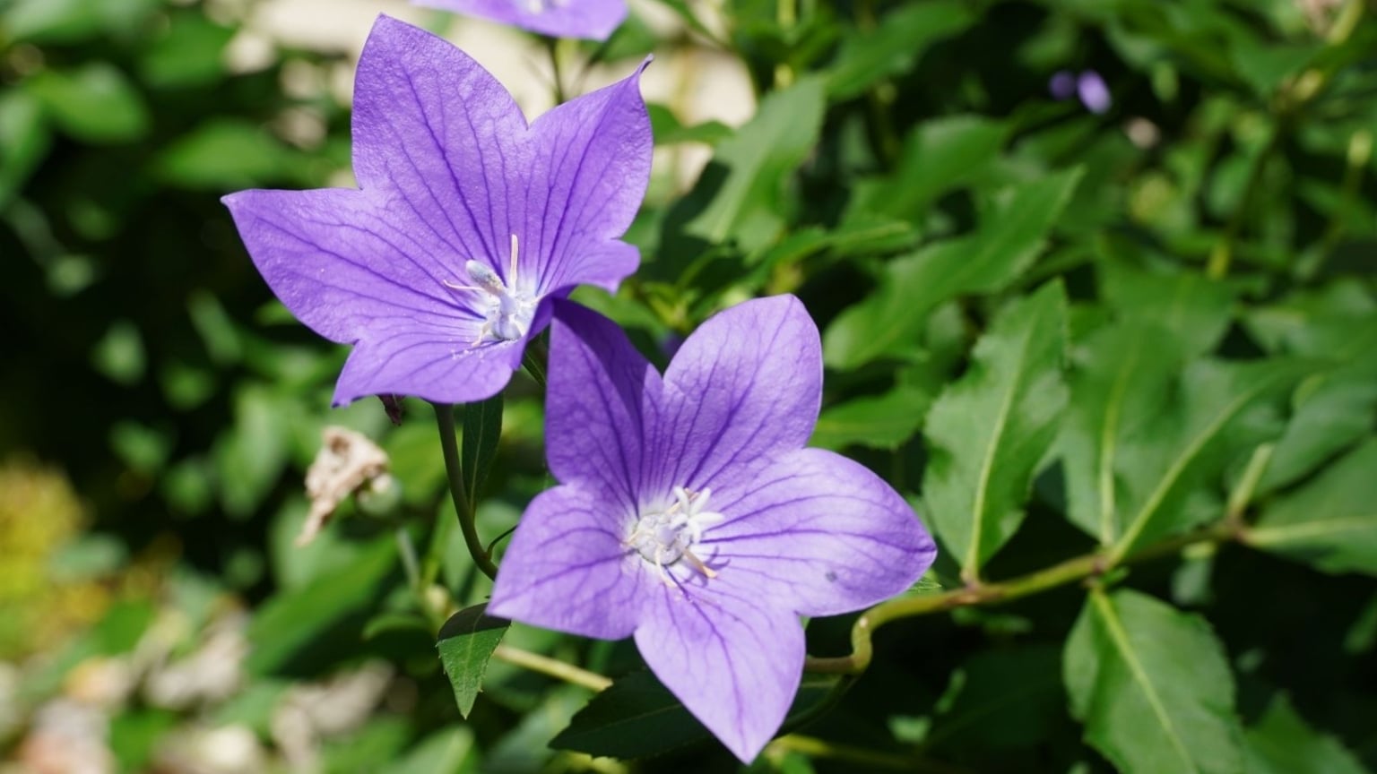 How to Plant, Grow, and Care For Balloon Flowers