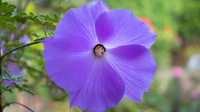 59 Types of Blue Flowers With Names and Pictures