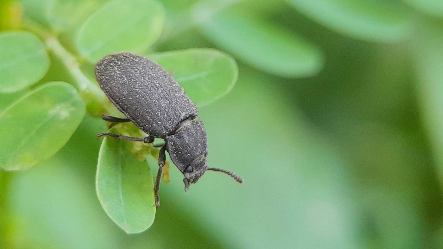 How to Identify and Control Darkling Beetle