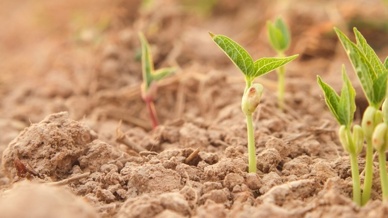 How to Plant, Grow, and Care for Mung Beans