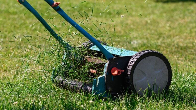 7 Environmentally-Friendly Ways to Get Rid of Invasive Plants