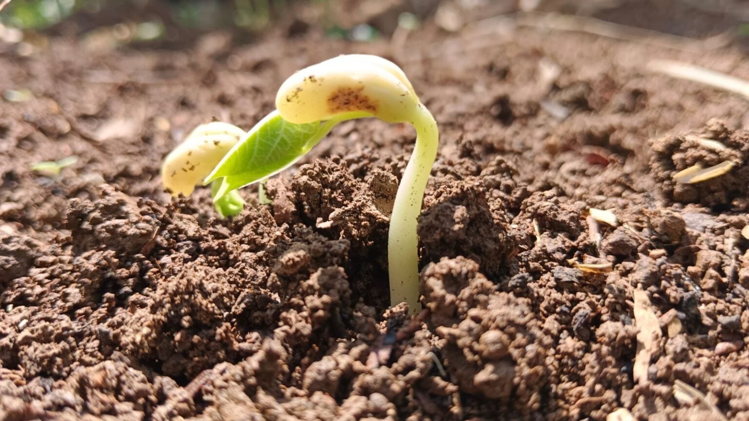 How to Plant, Grow, and Care for Mung Beans