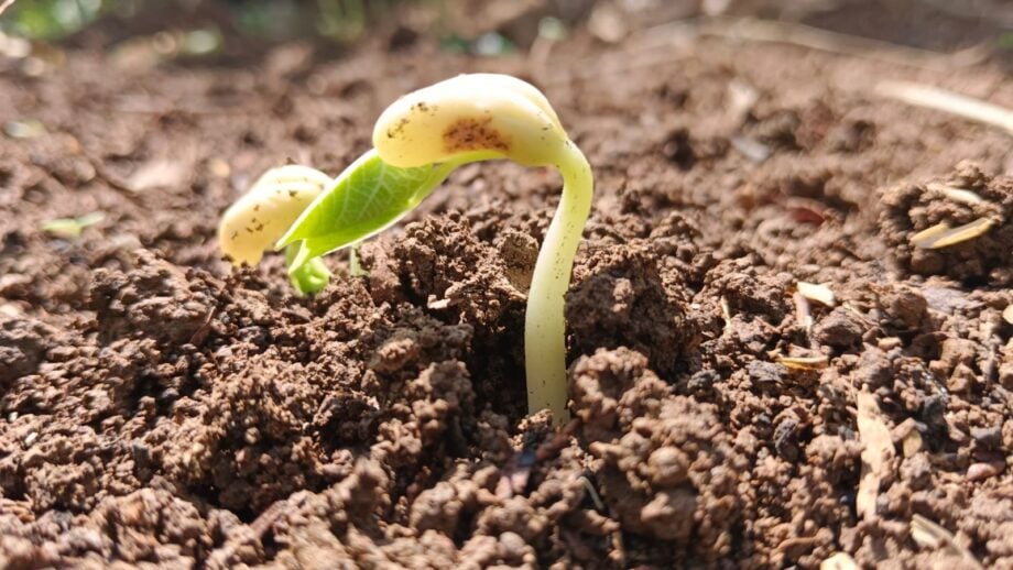 How to Plant, Grow, and Care for Mung Beans