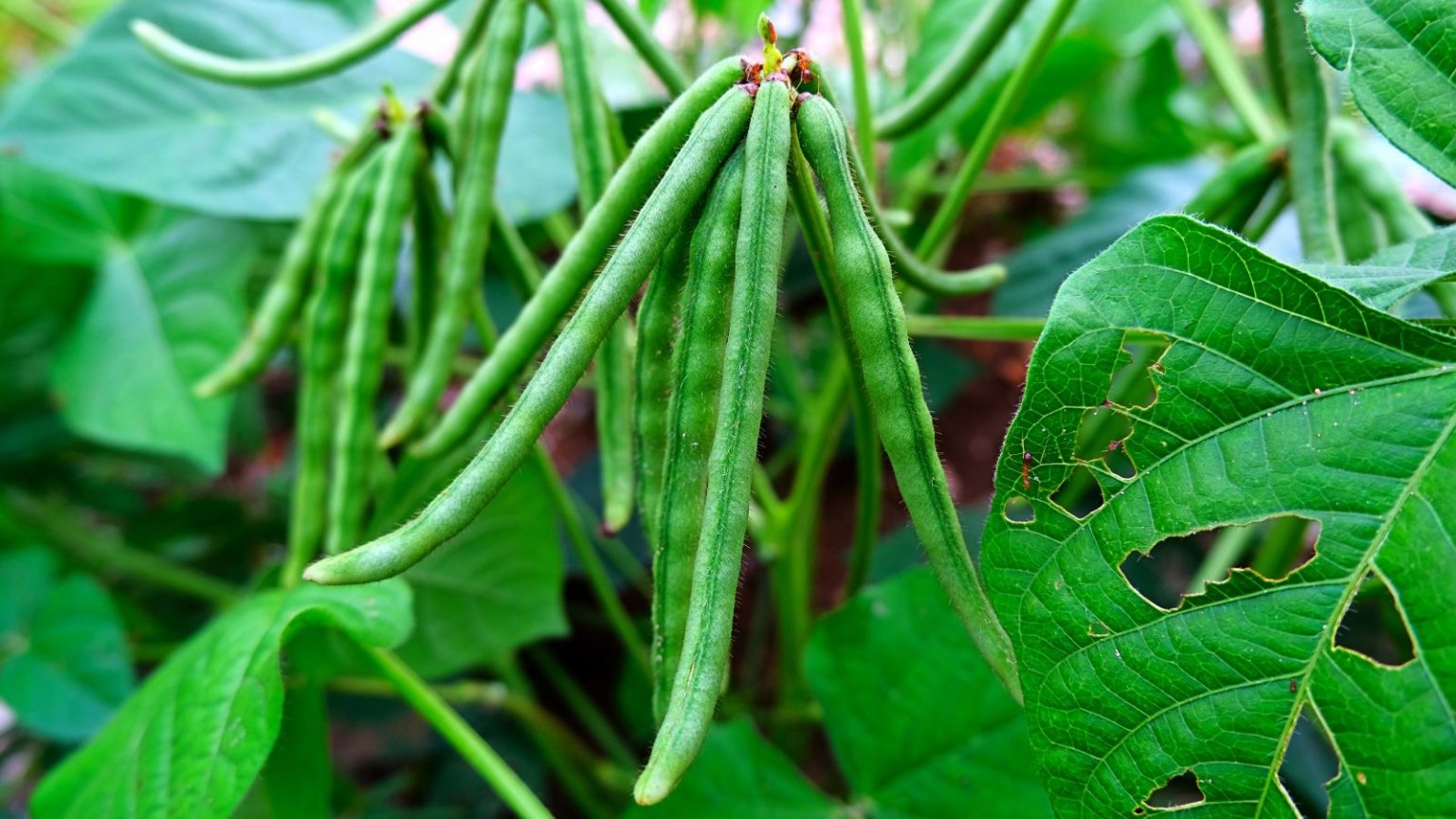 How to Plant, Grow, and Care for Mung Beans