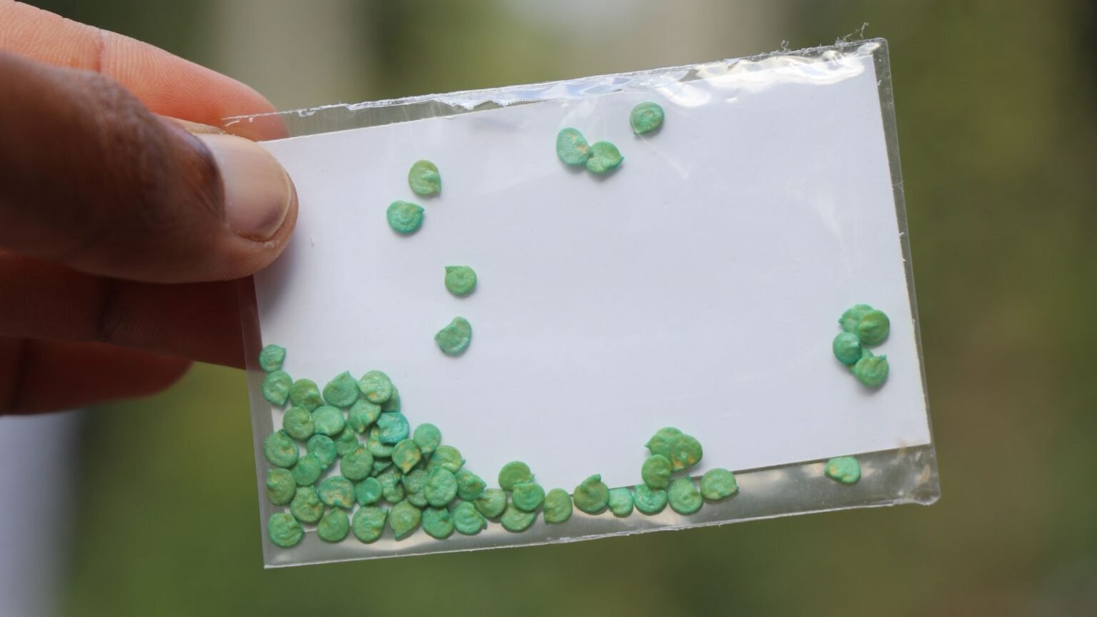 How to Germinate Pepper Seeds Faster