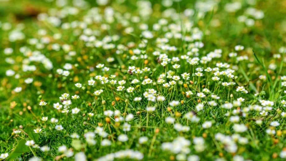 How to Plant, Grow, and Care for Irish Moss
