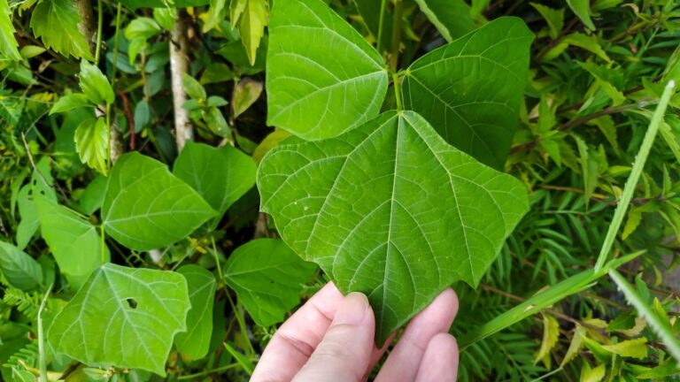 Jicama Plant: A Vine With Tasty Tubers - Epic Gardening