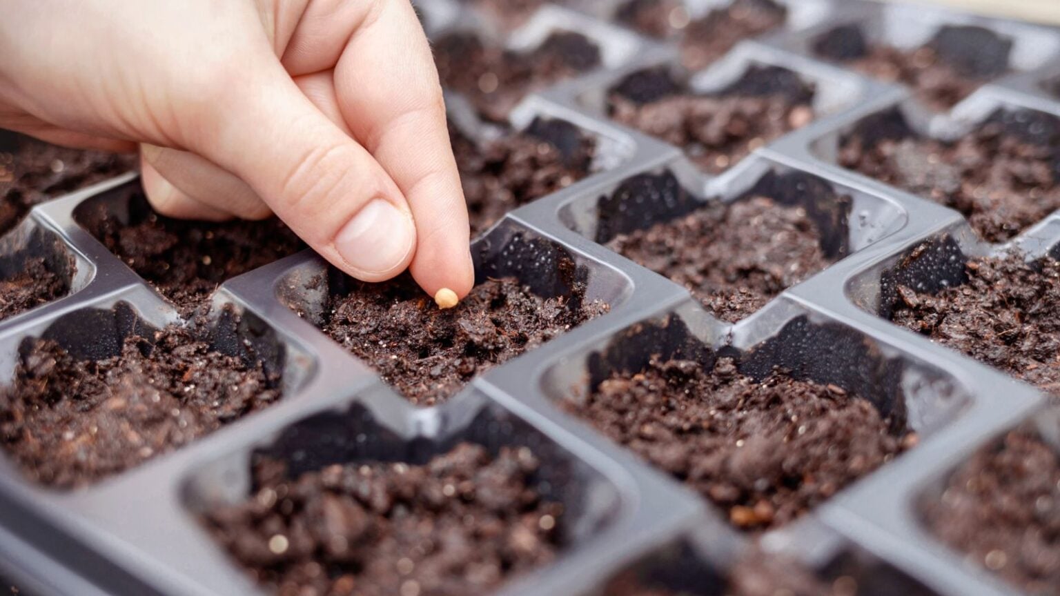 How to Germinate Pepper Seeds Faster