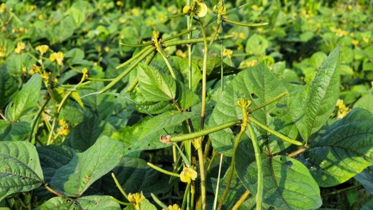 How to Plant, Grow, and Care for Mung Beans