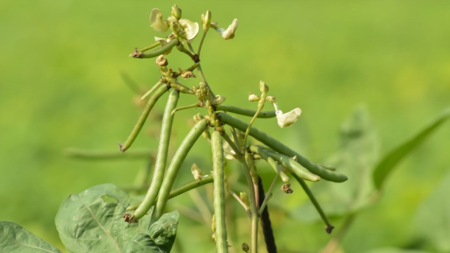 How to Plant, Grow, and Care for Mung Beans