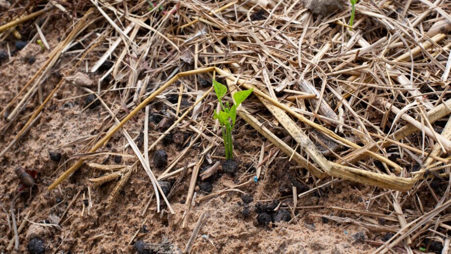 Jicama Plant: A Vine With Tasty Tubers - Epic Gardening