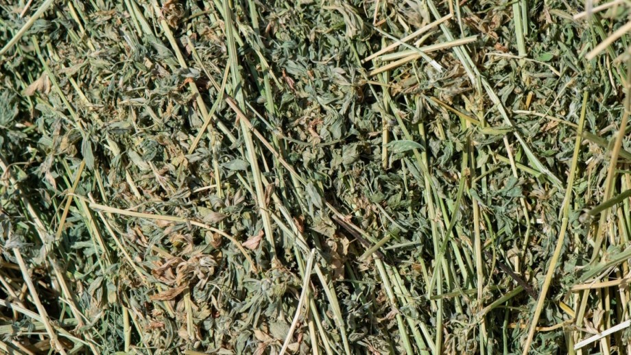 How to Make and Use Alfalfa Meal Fertilizer