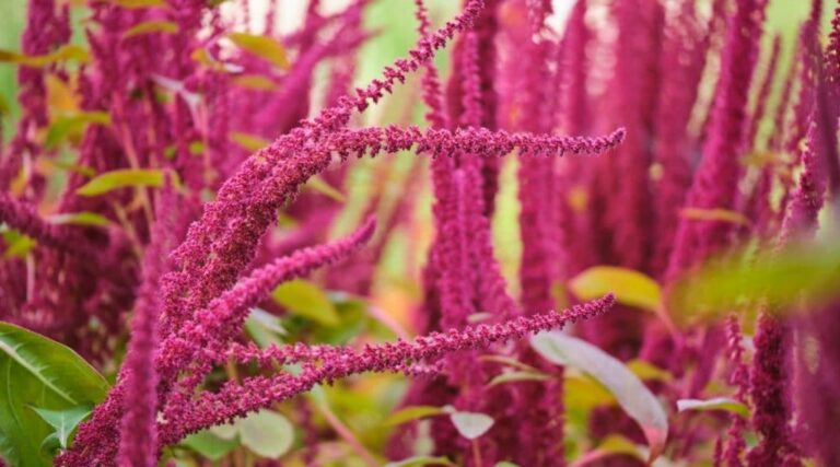 59 Types of Red Flowers With Names and Pictures