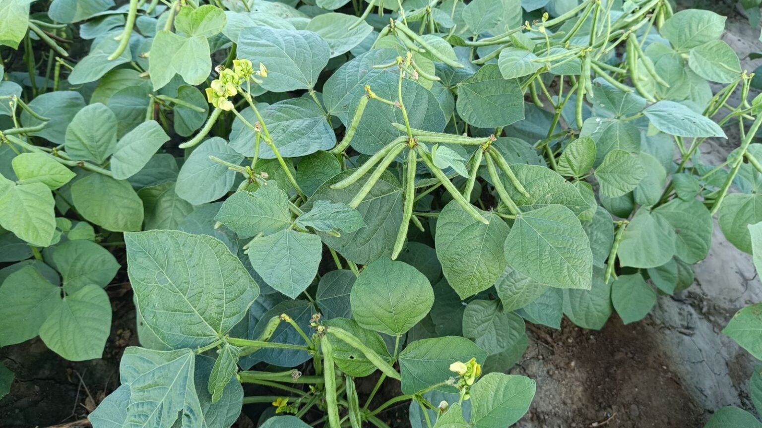 How to Plant, Grow, and Care for Mung Beans