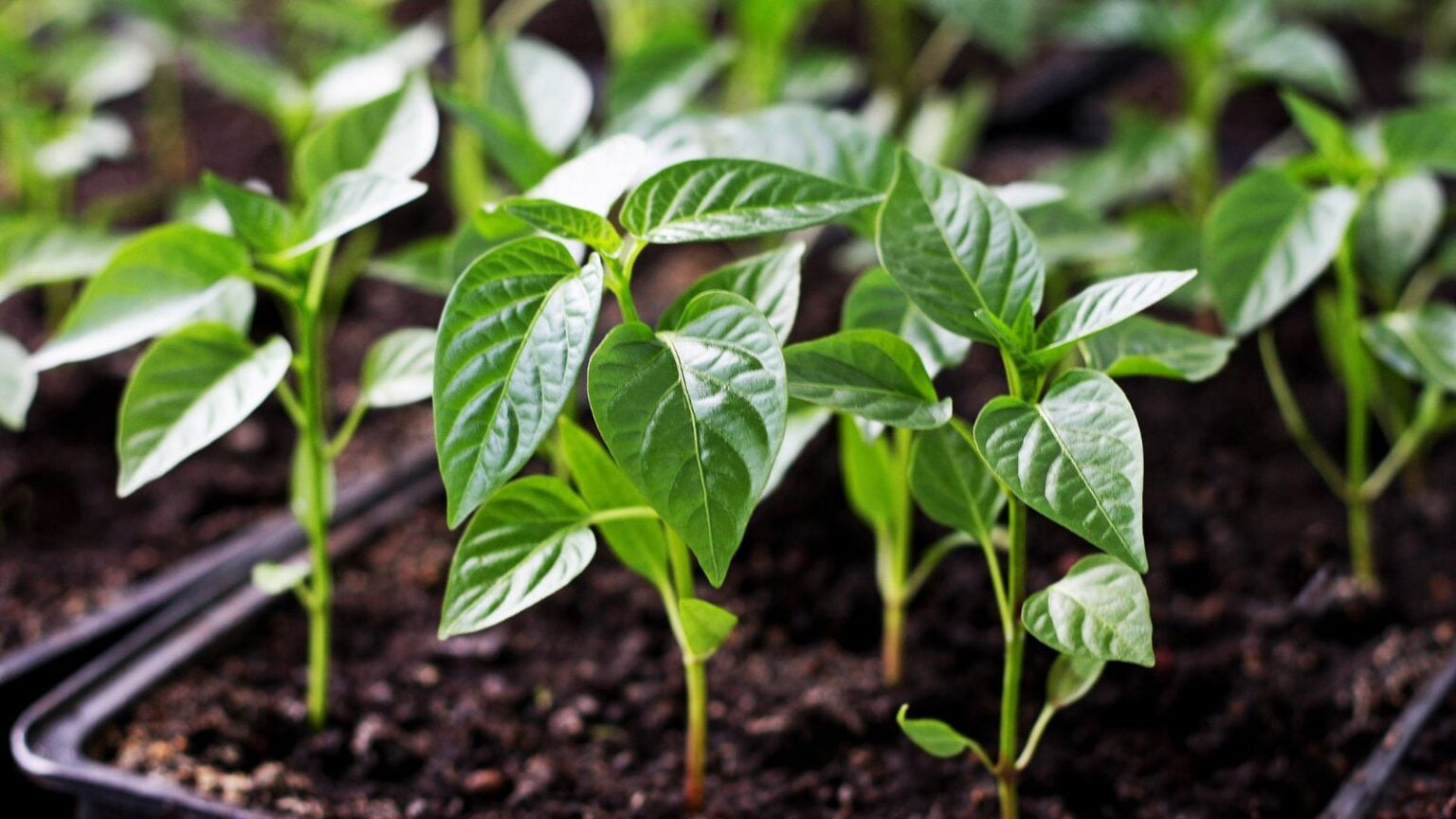 How to Germinate Pepper Seeds Faster