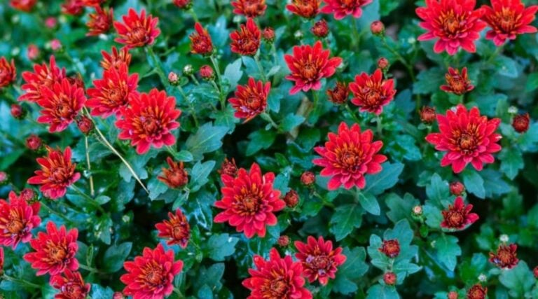 59 Types of Red Flowers With Names and Pictures