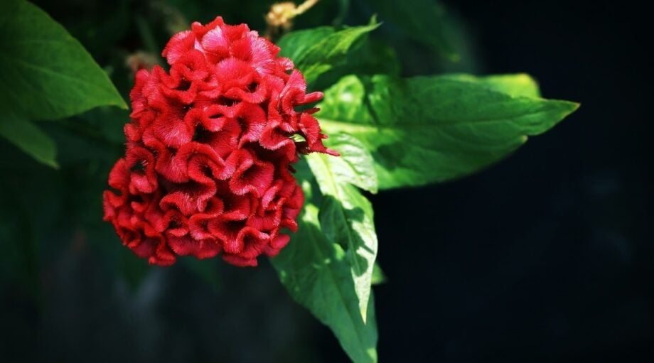 59 Types of Red Flowers With Names and Pictures