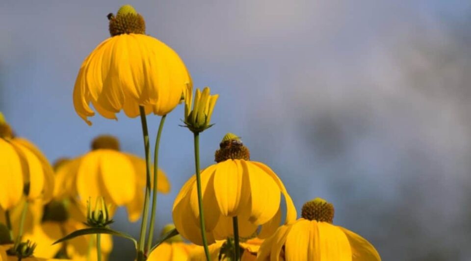 20 Yellow Perennial Flowers With Names and Pictures