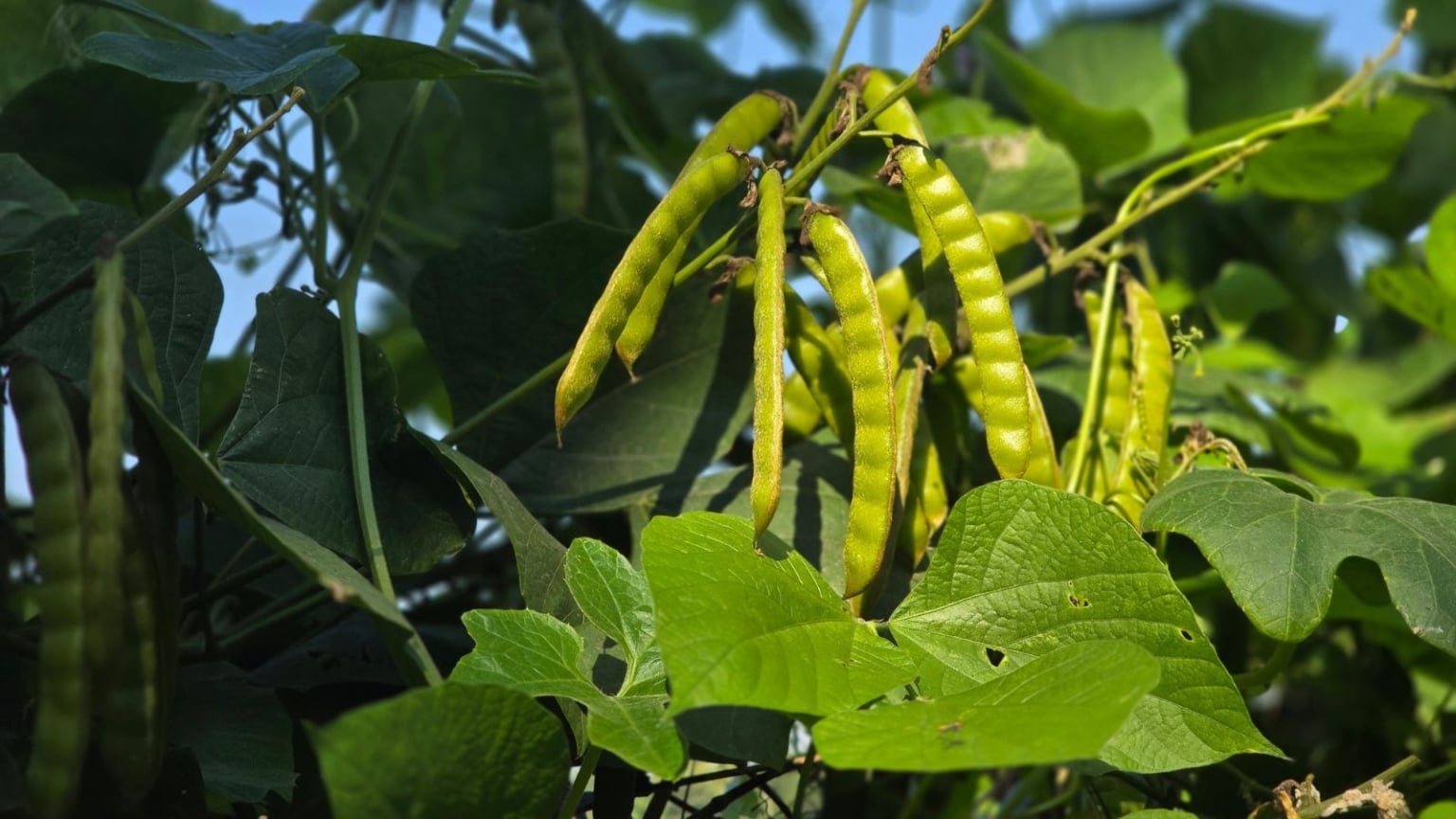 How to Plant, Grow, and Care for Jicama